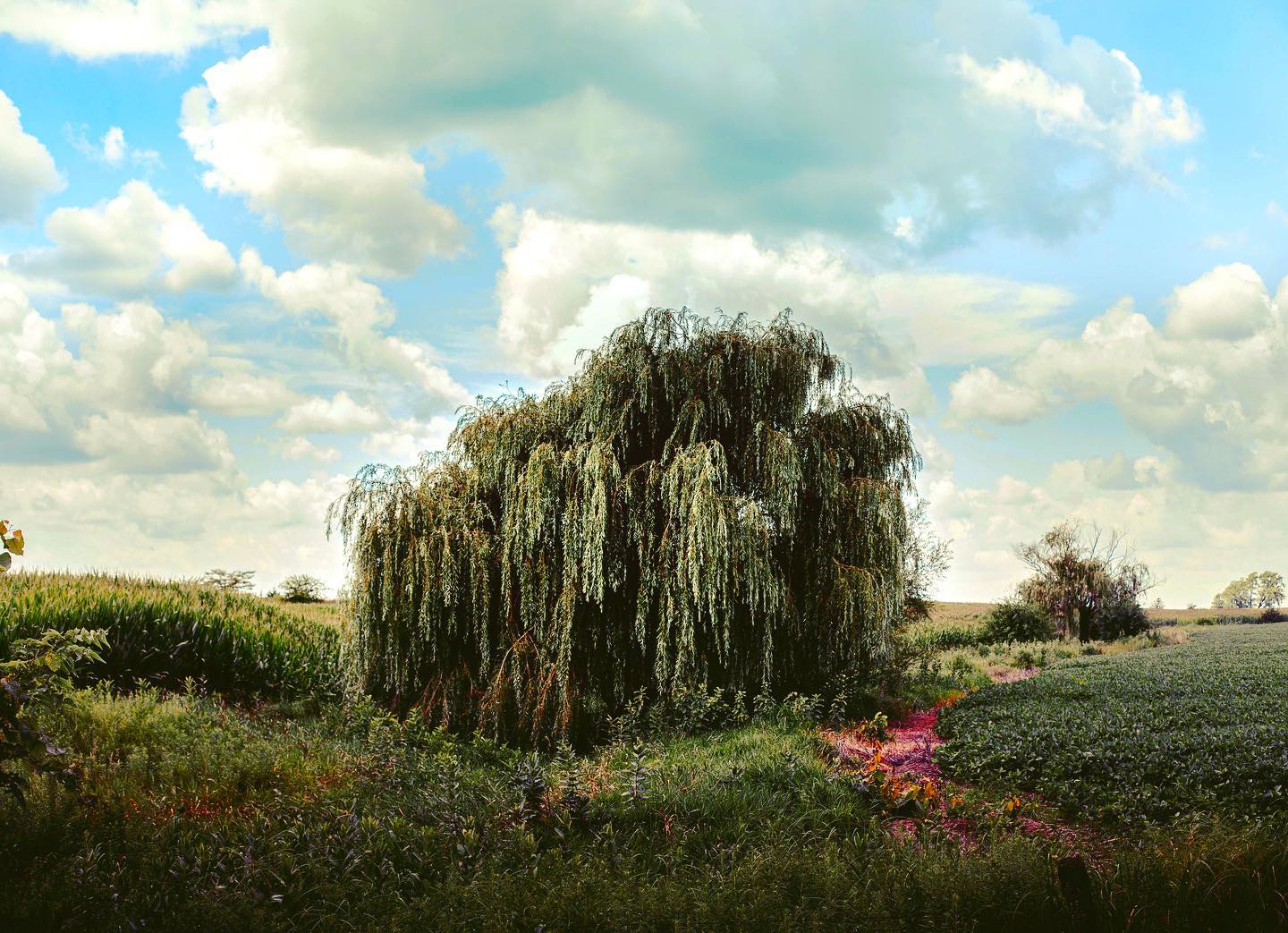 willow – Sanctuaries