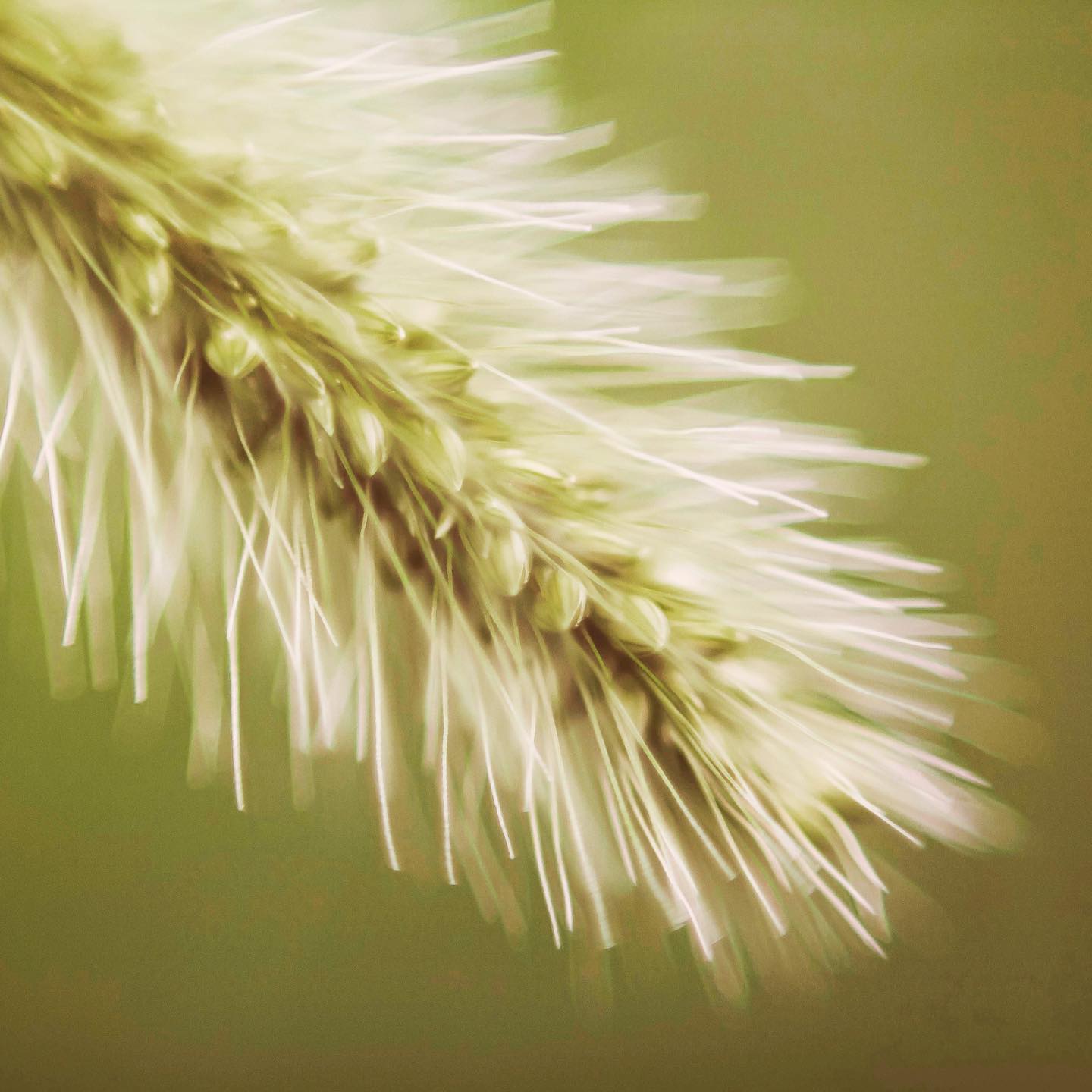 foxtail – Sanctuaries